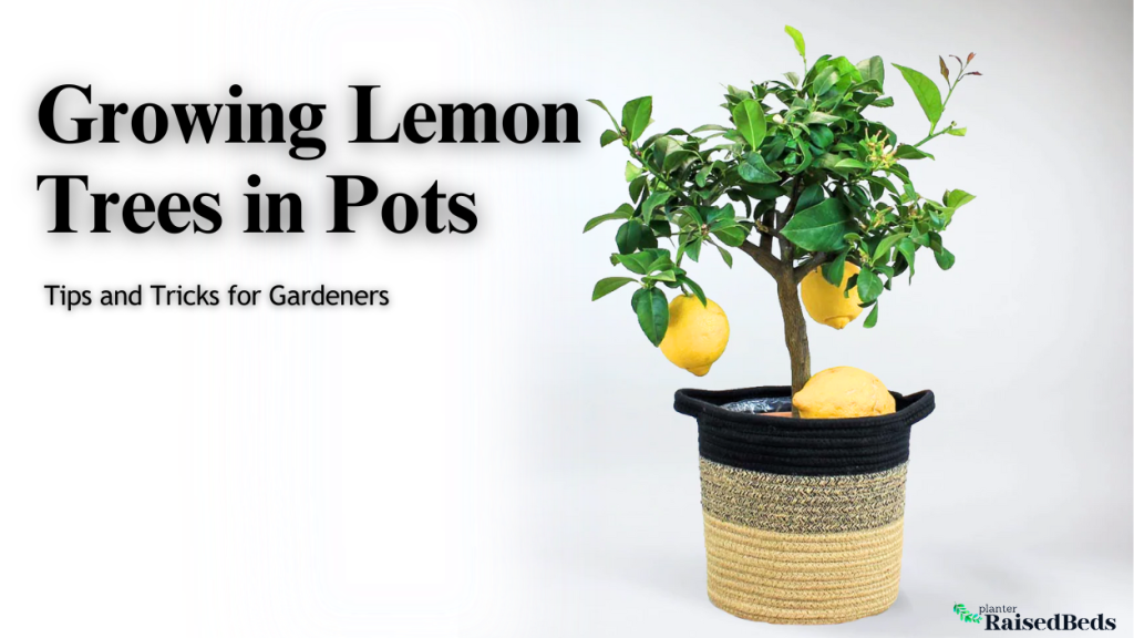 Growing Lemon Trees In Pots - Planter Raised Beds