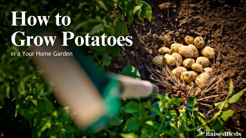 Potatoes On The Grow: A Complete Guide To Growing Potatoes In Bags ...