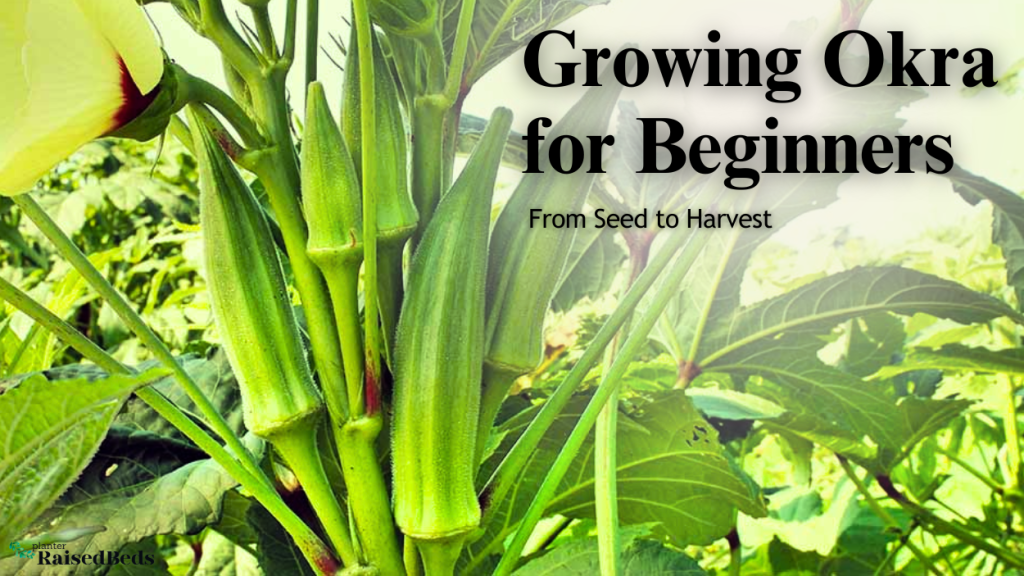 Growing Pineapple Plants: Soil, Water, and Sunlight Requirements ...