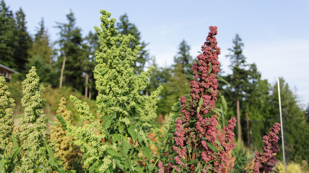 How To Grow Quinoa - Planter Raised Beds