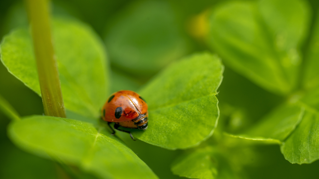 Nature's Little Helpers: How to Attract Ladybugs to Your Garden ...