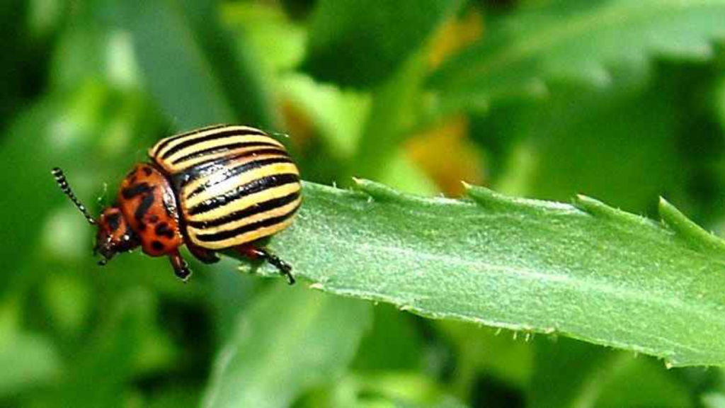 How To Get Rid Of Potato Bugs: Effective Control Methods For Garden ...